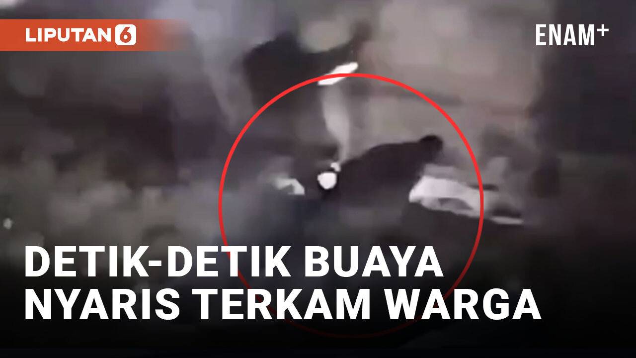Teror Permukiman, Buaya 3 Meter Nyaris Terkam Warga di Buton ...