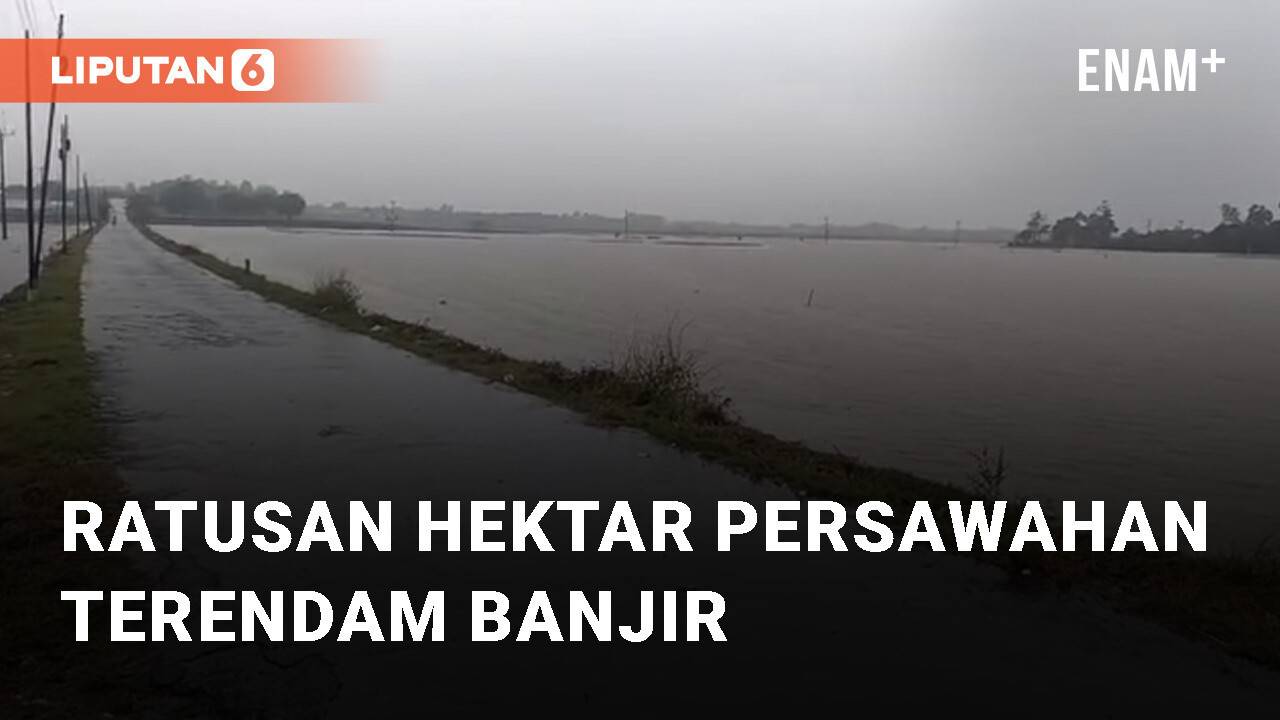 Detik-detik Ratusan Hektar Persawahan Terendam Banjir di Indramayu ...