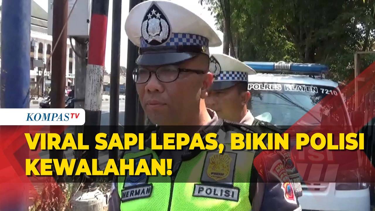 Sapi Lepas di Jalur Utama Yogya-Solo Bikin Geger! - Kompas TV | Vidio