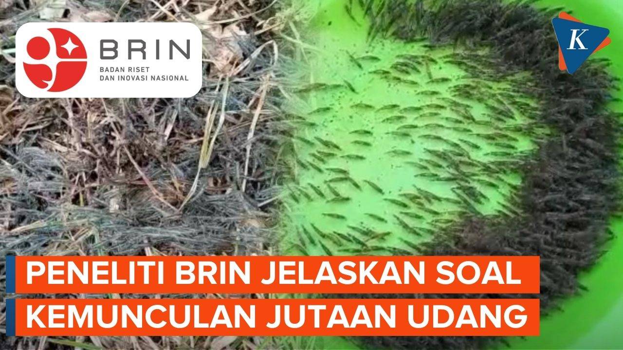 Viral Video Jutaan Ekor Udang Naik Ke Darat di Gorontalo, Begini Kata ...