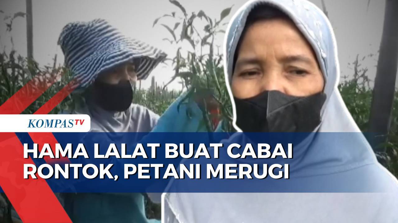 Petani Cabai Madiun Resah Hama Lalat Buah Serang Tanaman - Kompas TV