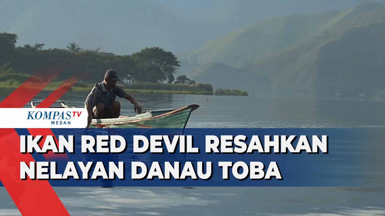 Nelayan di Danau Toba Resah dengan Keberadaan Ikan Red Devil - Kompas ...