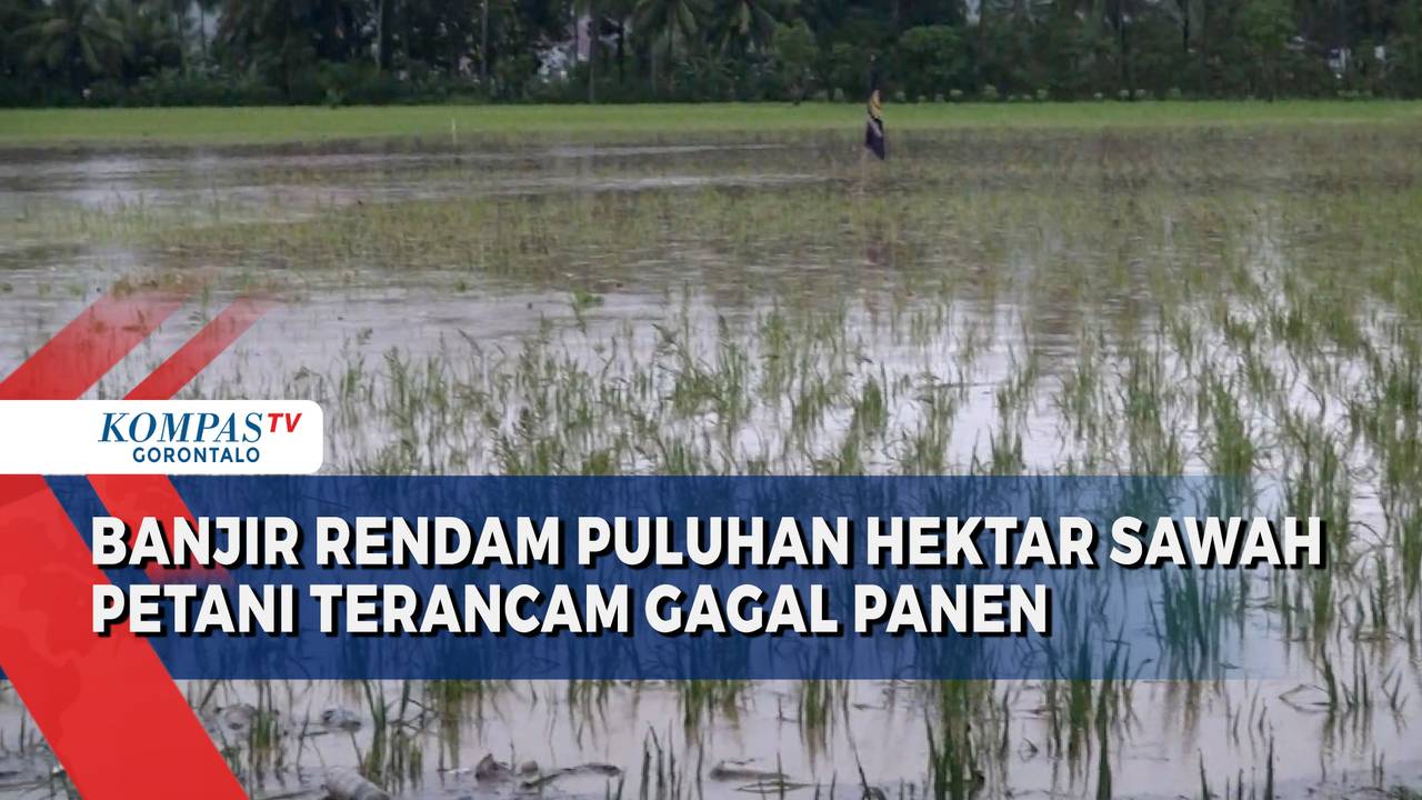 Banjir Rendam Puluhan Hektar Sawah di Bone Bolango, Petani Terancam Gagal Panen - Kompas TV | Vidio