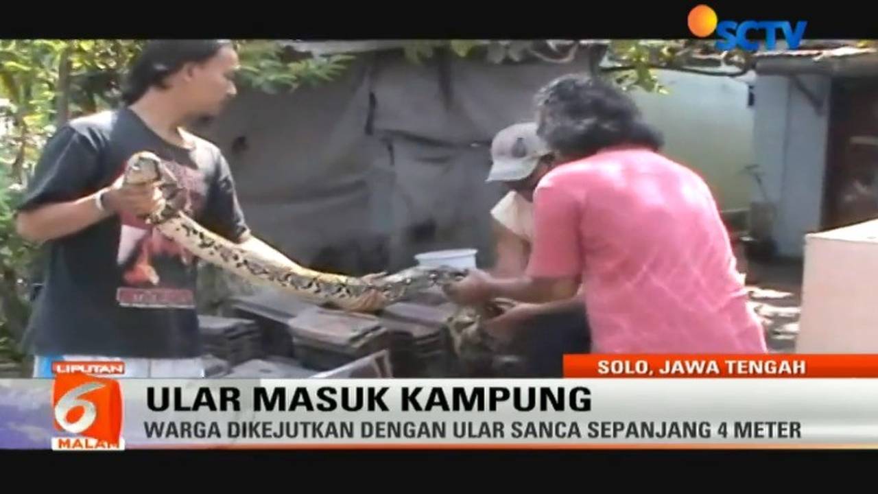 Ular Piton Sepanjang 4 Meter Gegerkan Warga Solo - Liputan 6 Malam ...