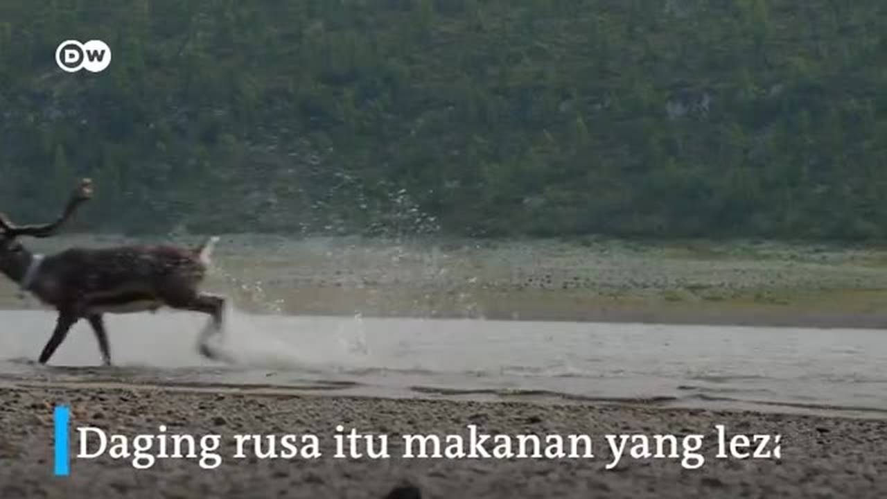 DW Going Wild 26 - Lapisan Es yang Mencair di Siberia_Ancaman bagi Rusa ...