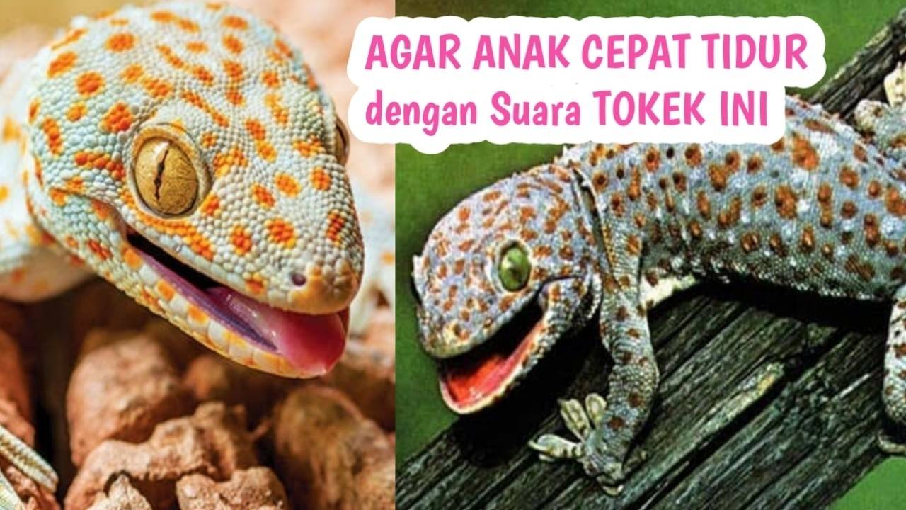 Anak Pasti Tidur Dengar Suara Tokek ini | Vidio