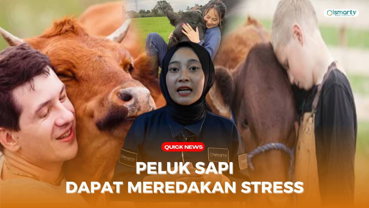 QUICK NEWS - PELUK SAPI UNTUK REDAKAN STRES - ismartv.id | Vidio