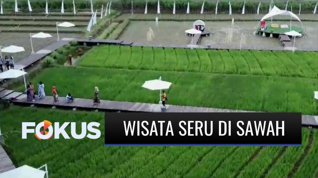 Lahan Sawah di Magelang Disulap jadi Spot Foto dan Tempat Wisata yang ...