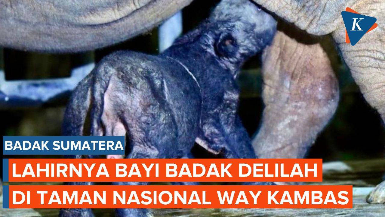 Kelahiran Bayi Badak Sumatera Tambah Populasi Satwa Asli Indonesia ...