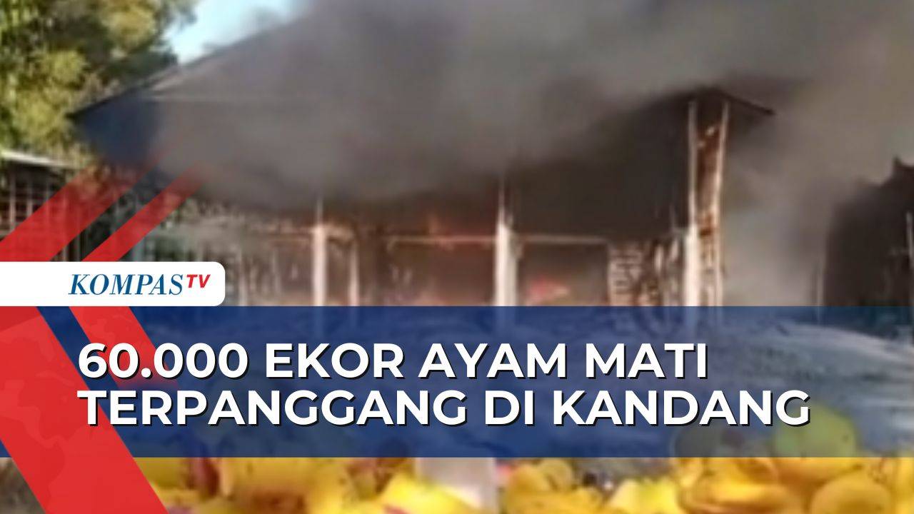 Baru 2 Hari Masuk Kandang, 60 Ribu Ekor Ayam Broiler Mati Terpanggang Akibat Kebakaran - Kompas ...