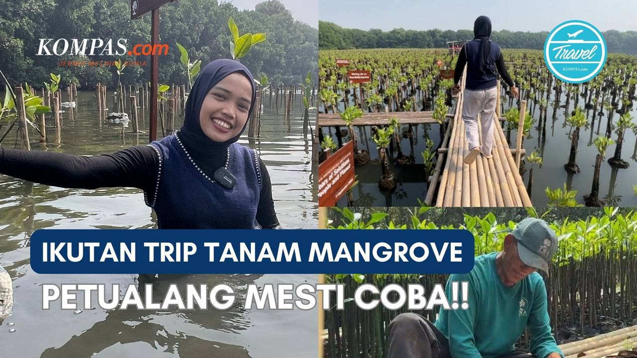 Coba Langsung Tanam Mangrove di TWA Mangrove Angke - Kompascom