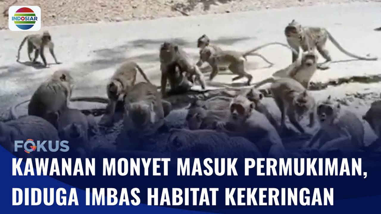Habitat Kekeringan, Kawanan Monyet Masuk ke Permukiman di Banyumas ...