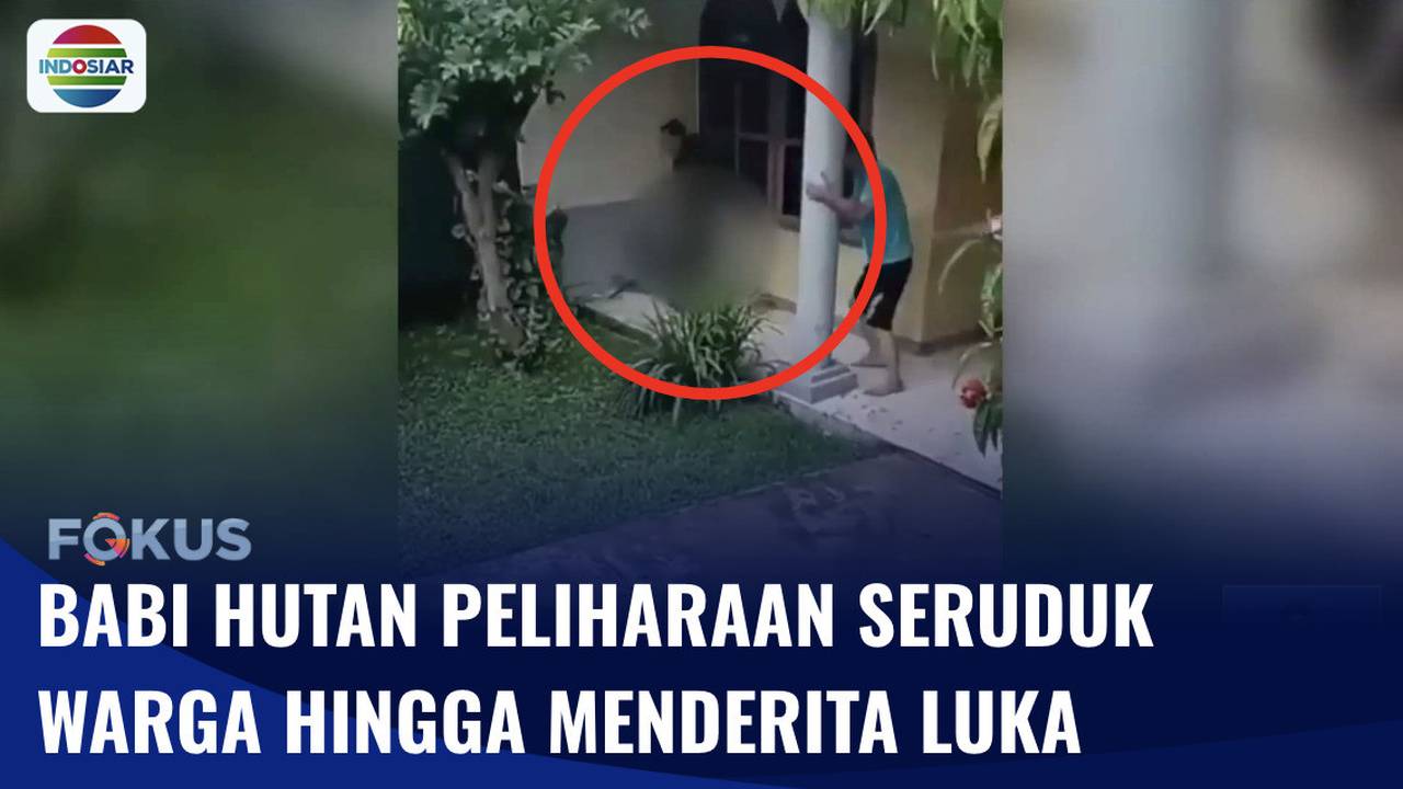 Babi Hutan Peliharaan Mengamuk Masuk Permukiman, Serang Warga | Fokus ...