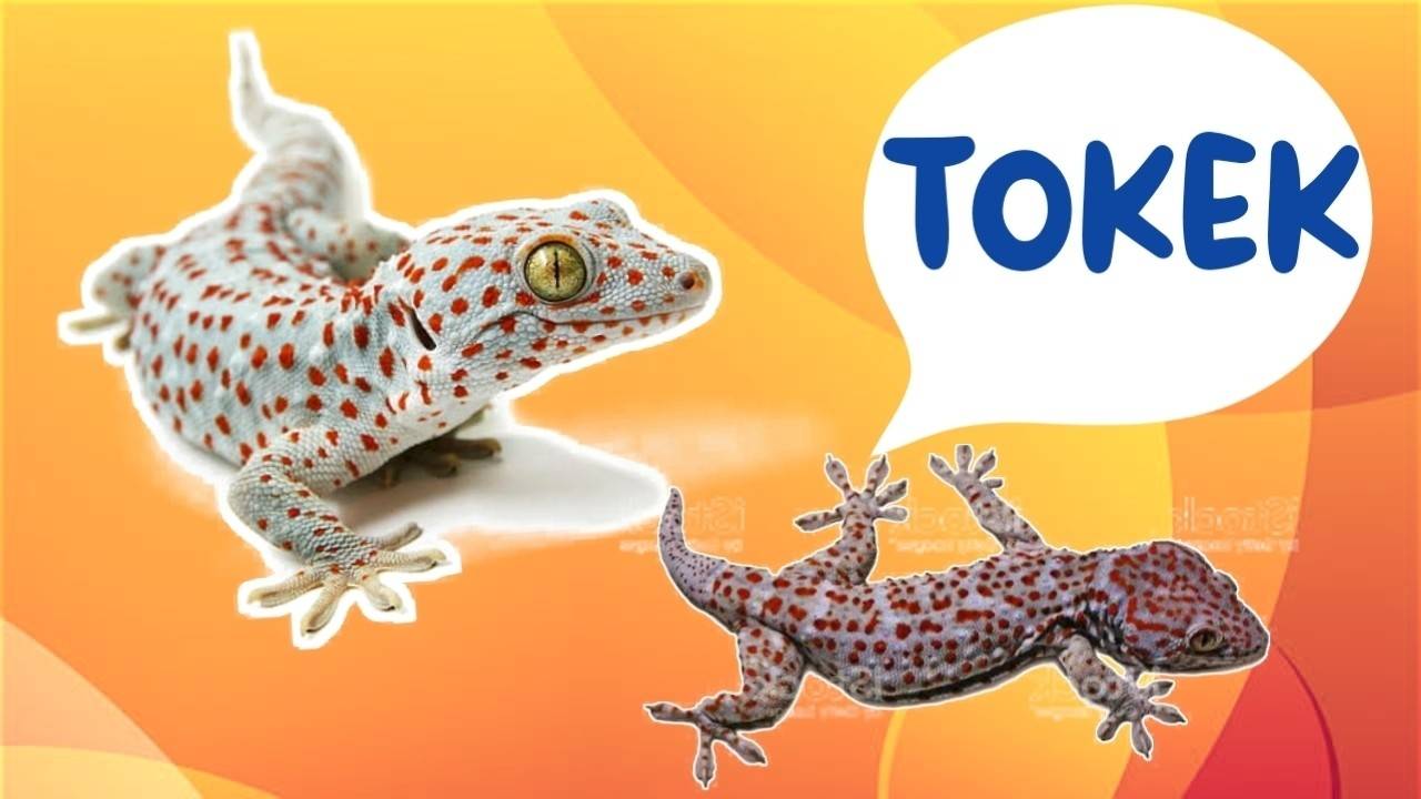 Suara tokek dan mengenal hewan tokek | Vidio