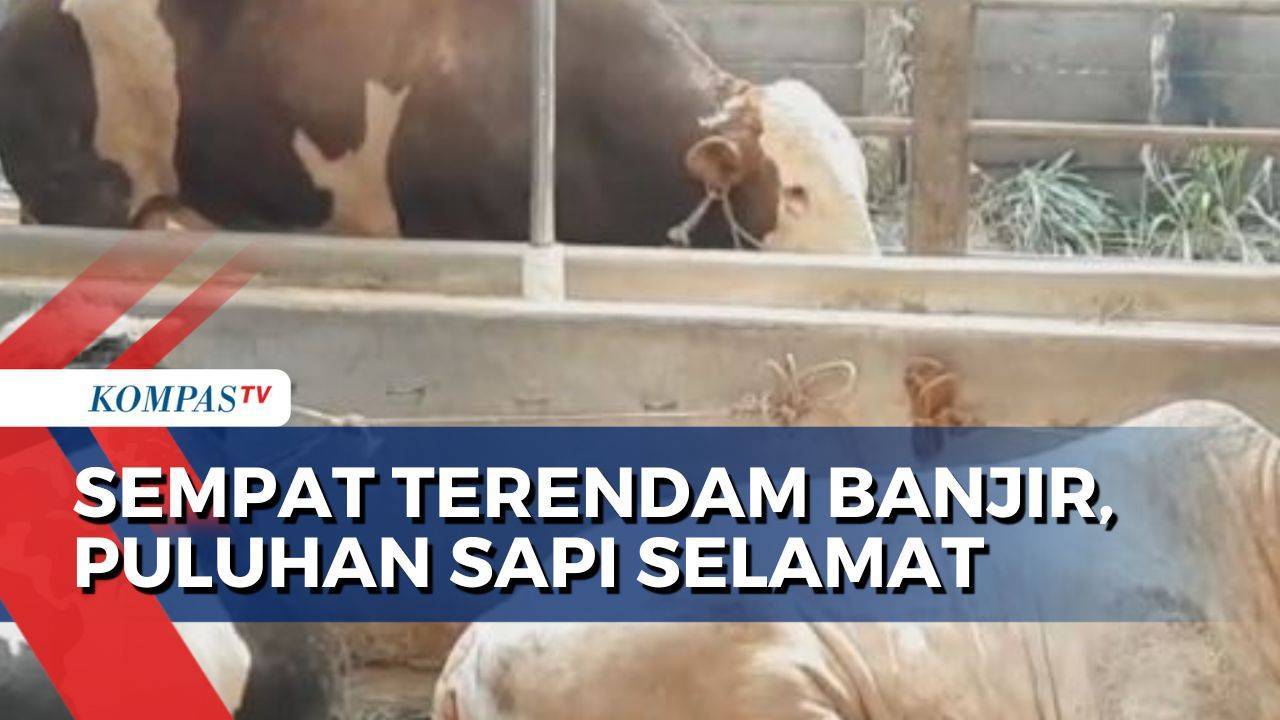Banjir di RPH Bekasi, Petugas Pastikan Puluhan Sapi Selamat - Kompas TV ...