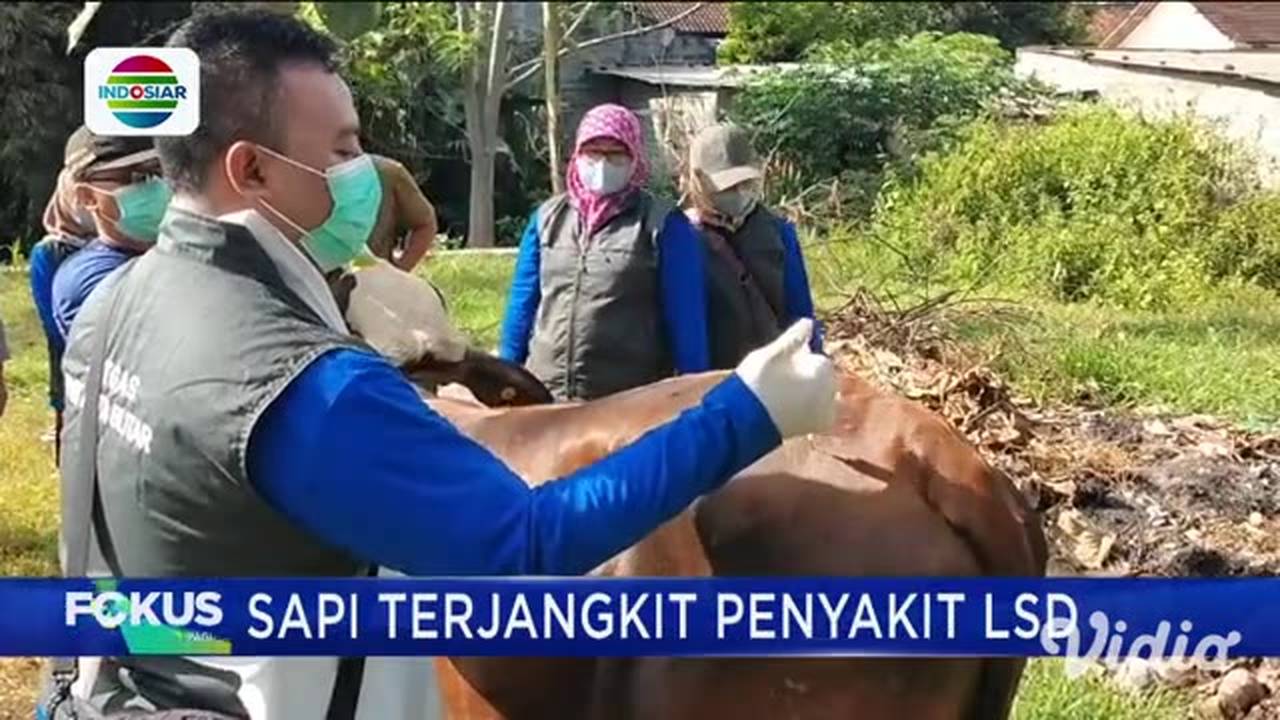 Sapi Terjangkit Penyakit LSD - Indosiar Regional | Vidio