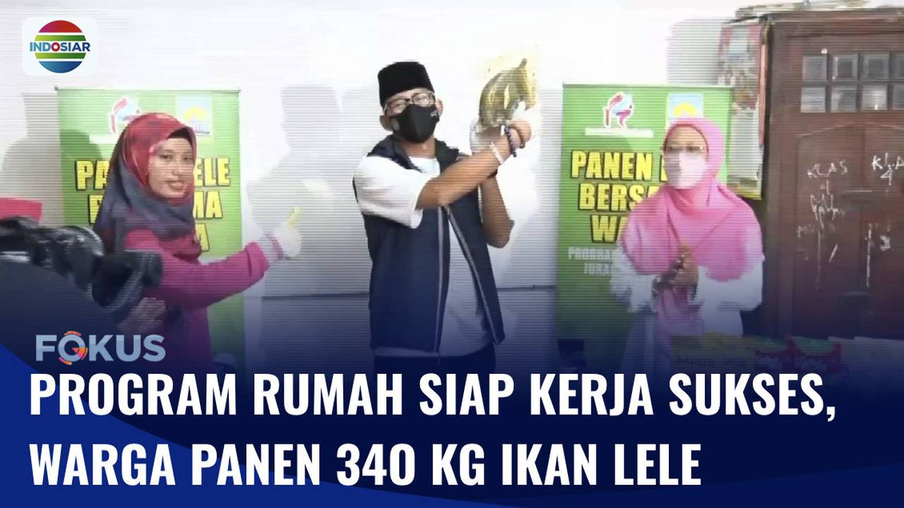 Menparekraf Sandiaga Uno Bersama Rumah Siap Kerja Panen Lele dan Diolah ...