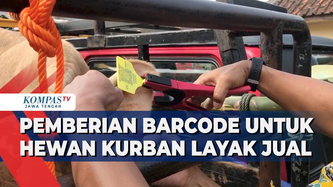 Pemberian Barcode Untuk Hewan Kurban Layak Jual - Kompas TV | Vidio