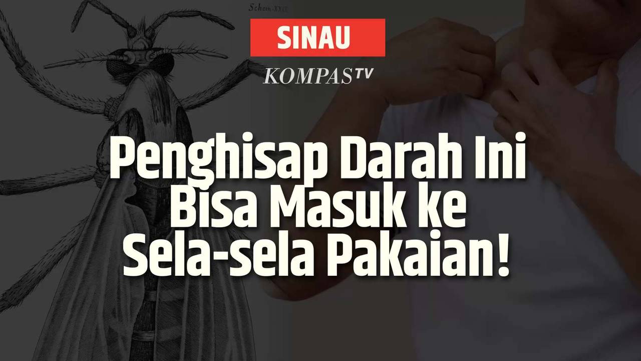 Awas Gigitan Agas, Serangga Kecil Mirip Nyamuk yang Menyakitkan | SINAU ...