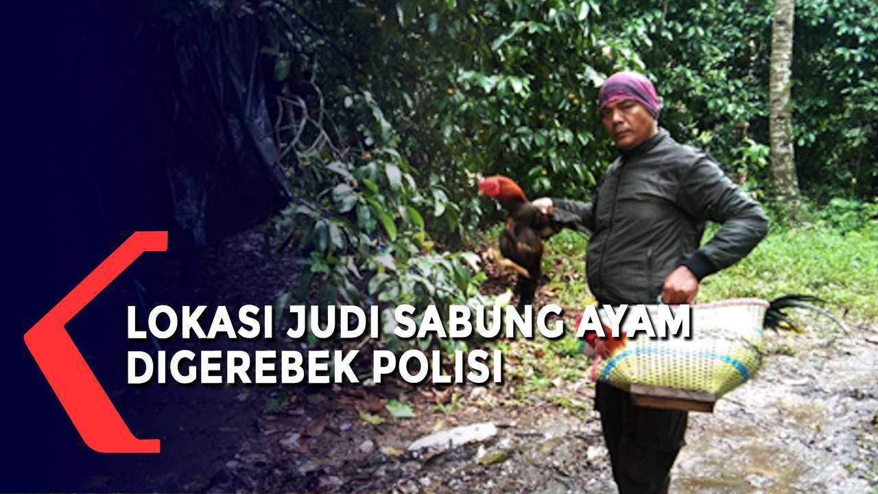 Pertandingan Belum Dimulai, Lokasi Judi Sabung Ayam Digerebek Polisi ...