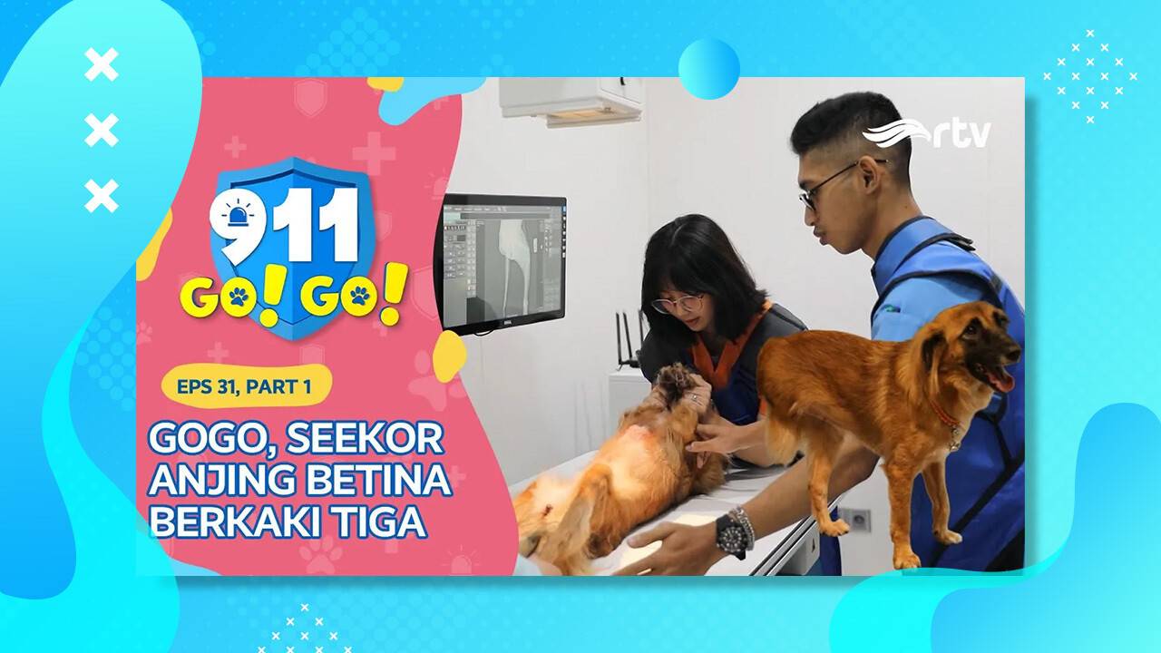 TEGA, ANJING DILEMPAR DARI ATAS GEDUNG | 911 GO GO RTV