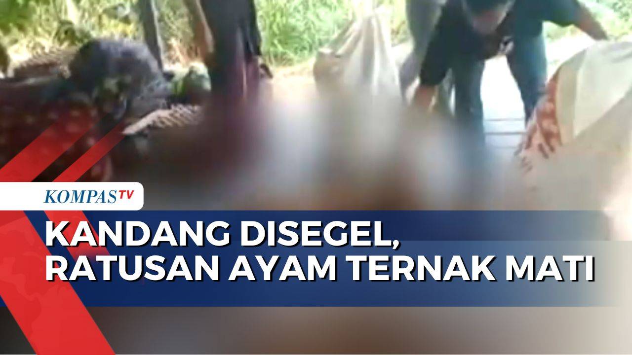 Kandang Disegel Karena Langgar Aturan, Ratusan Ayam Ternak Mati Akibat ...