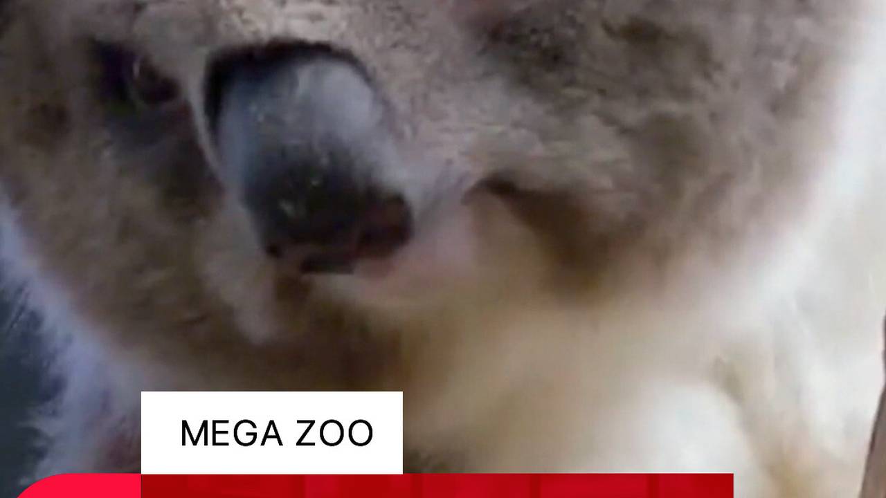 Mega Zoo - Shorts