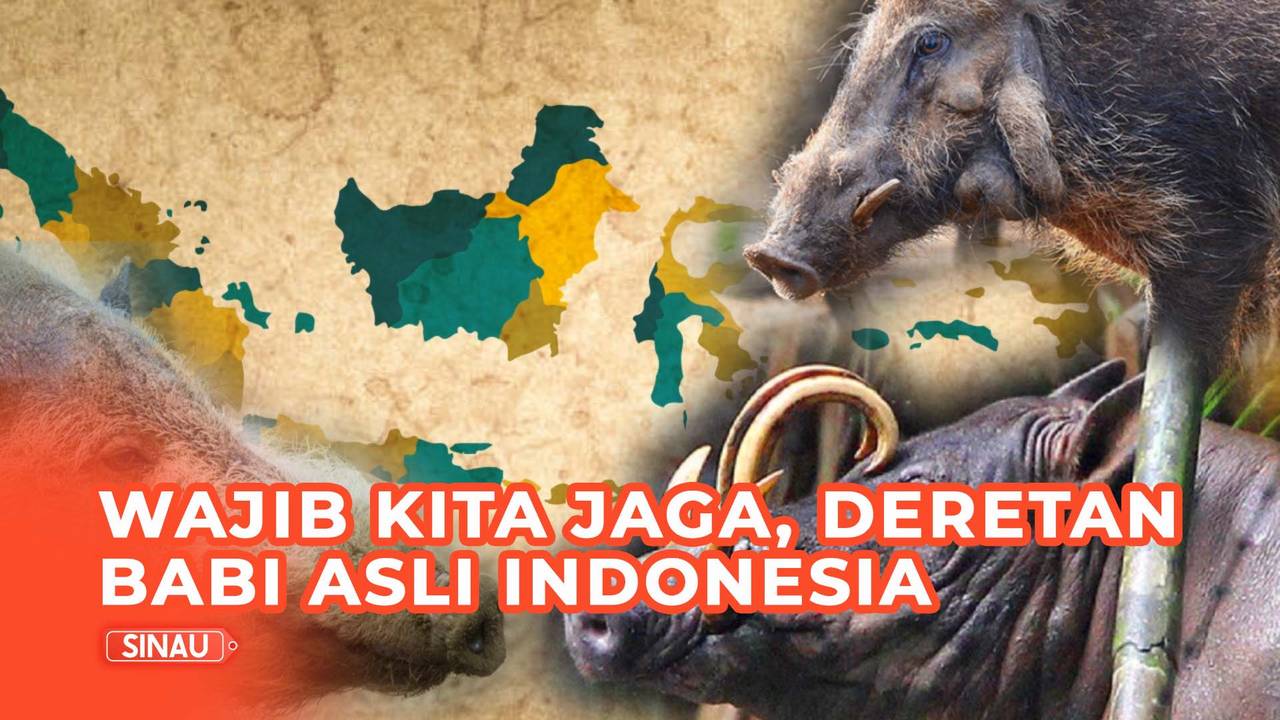 Langka, Babi Ini Asli Indonesia, Ada yang Jelek dan Mirip Setan? | Vidio