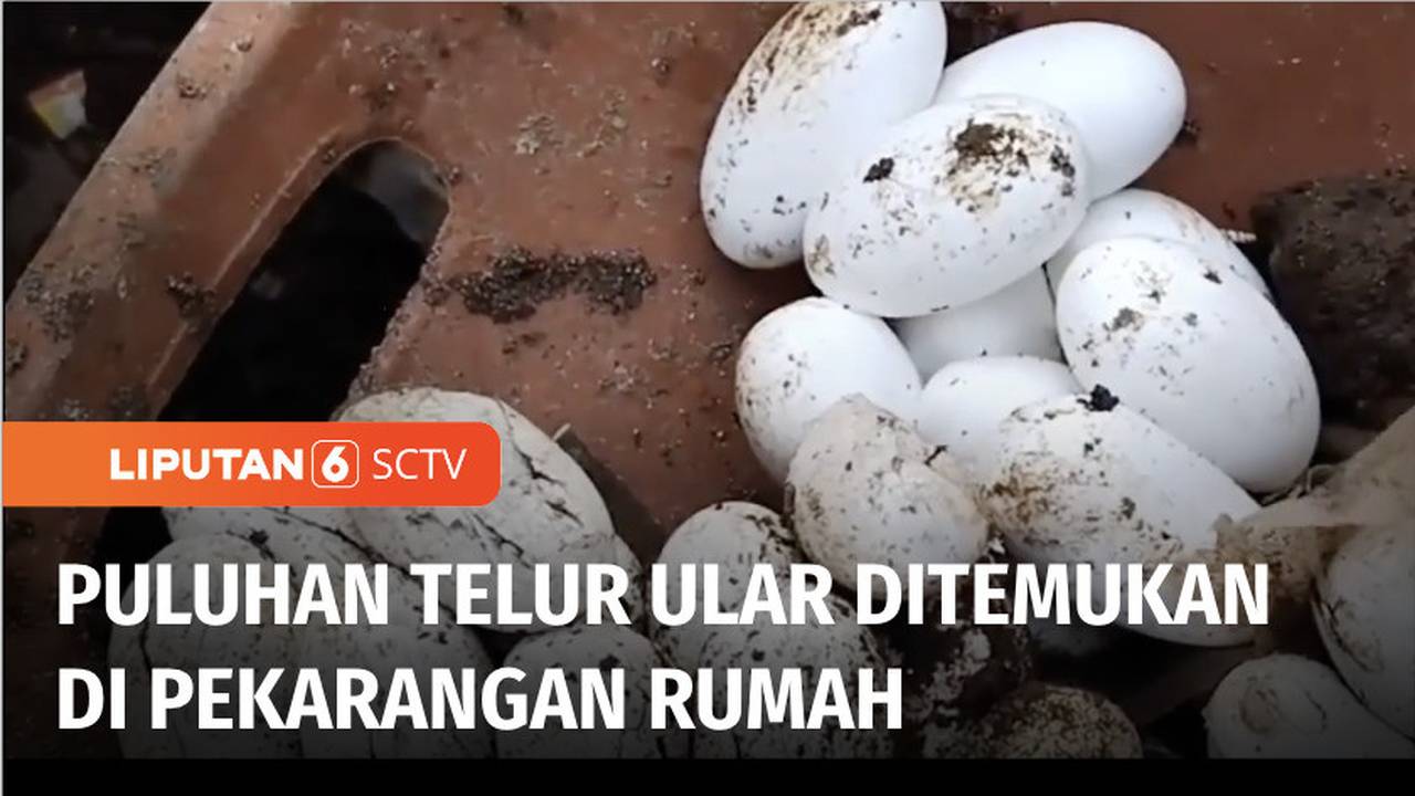 Temuan Puluhan Telur Ular dan Sarangnya Buat Geger Warga Kampung ...