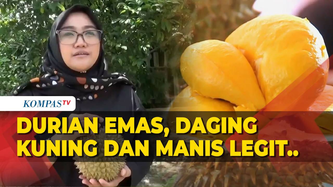 Petani di Jember Berhasil Budidaya Durian Emas: Rasanya Legit Manis ...