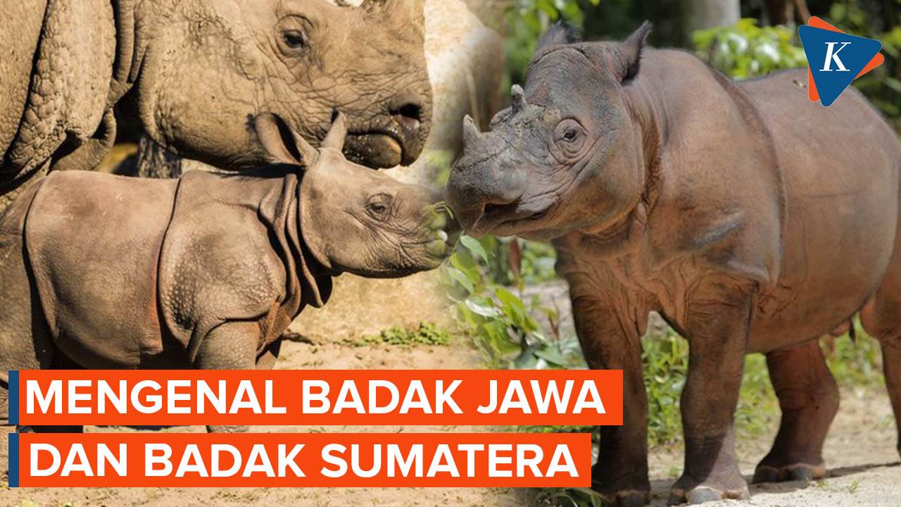 Fakta soal Badak Jawa dan Badak Sumatera - Kompascom