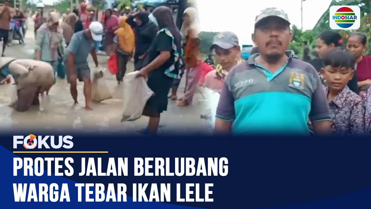 Protes Jalan Berlubang Warga Tebar Ikan Lele | Fokus - INDOSIAR