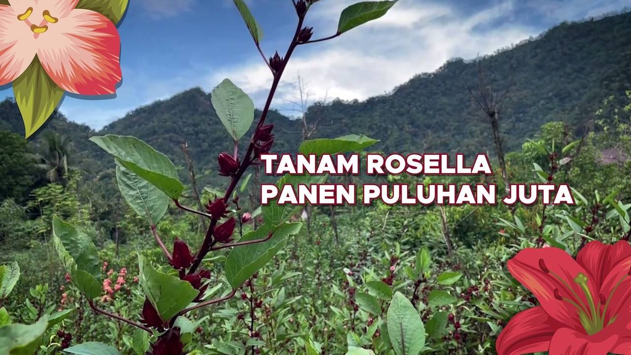 BERANI BERUBAH: Tanam Rosela Panen Puluhan Juta - Berani Berubah