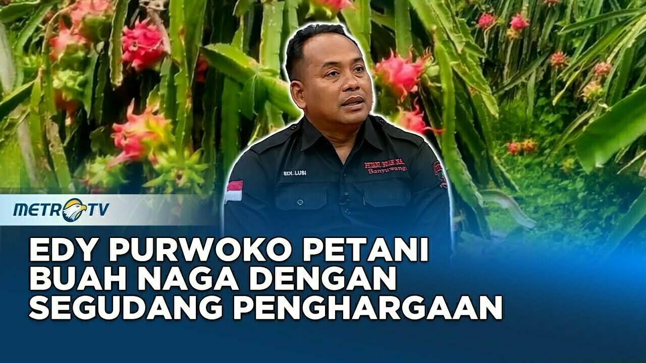 Edy Purwoko Petani Buah Naga dengan Segudang Penghargaan #KICKANDY