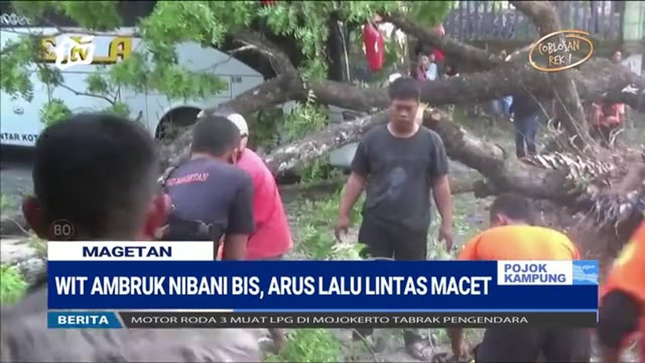 Wit Ambruk Nibani Bis, Arus Lalu Lintas Macet POJOK KAMPUNG JTV - JTV ...