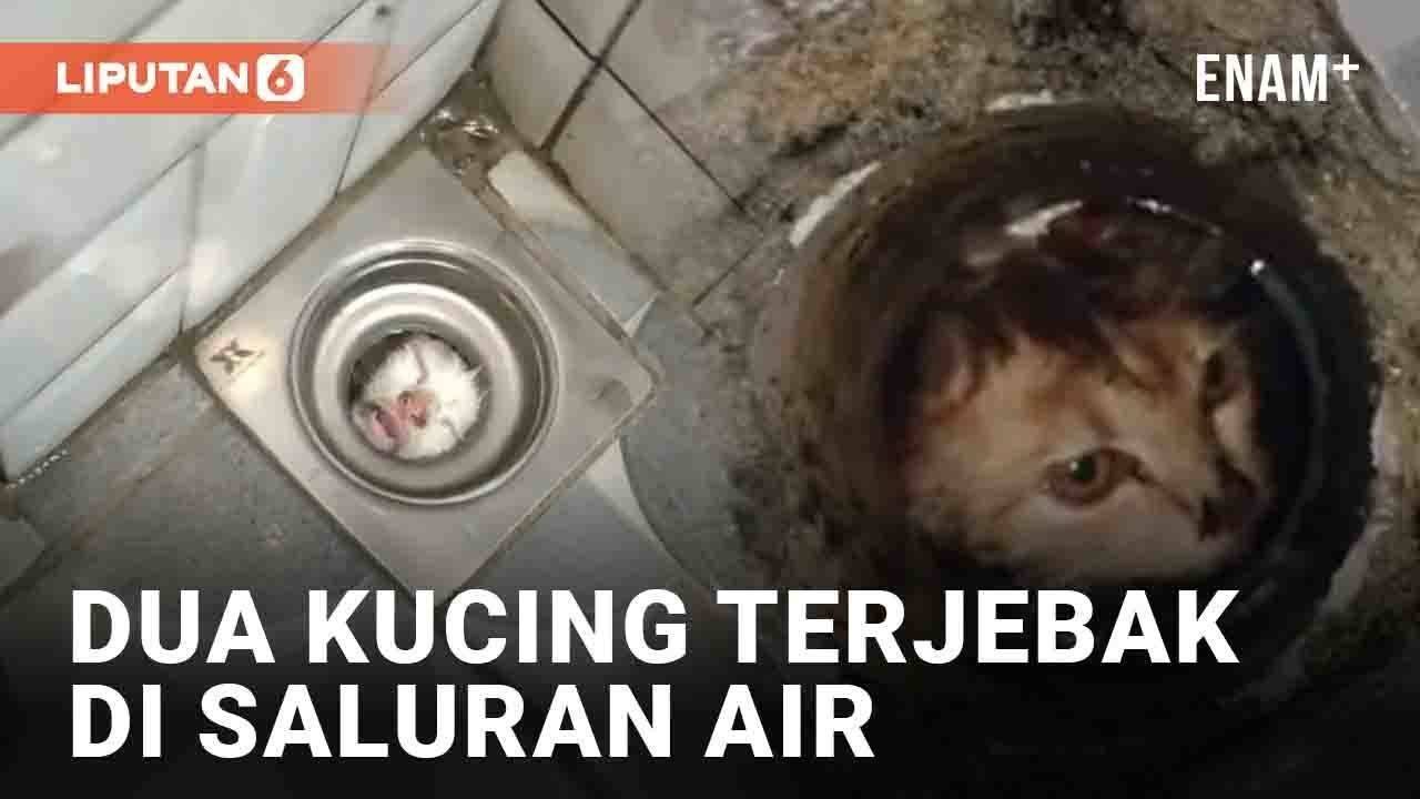 Viral Dua Kucing Terjebak di Saluran Air Kamar Mandi - Liputan6.com | Vidio