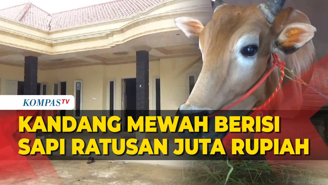 Mengintip Mewahnya Kandang Sapi Sultan dari Madura - Kompas TV | Vidio