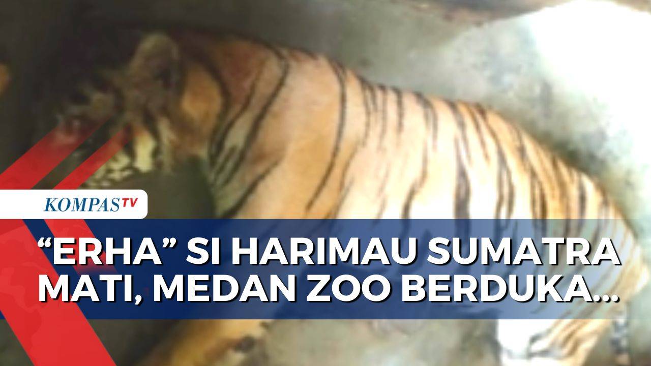 Satwa Endemik Harimau Sumatra di Medan Zoo Jatuh Sakit dan Mati! BKSDA ...