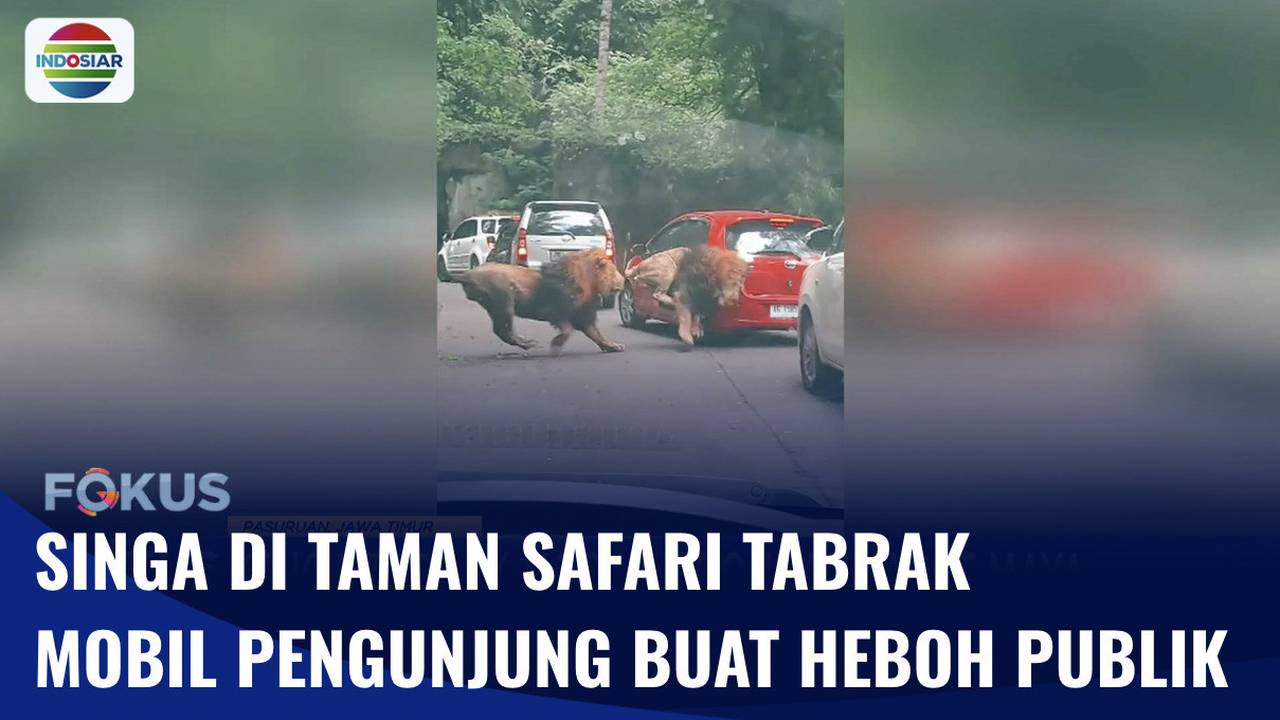 Viral! Singa di Taman Safari Tabrak Mobil Pengunjung hingga Lampunya ...