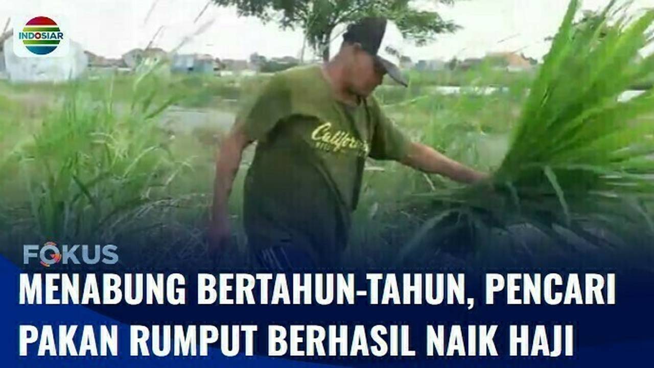 Menabung Selama Bertahun-Tahun, Pencari Pakan Rumput Berhasil Naik Haji ...