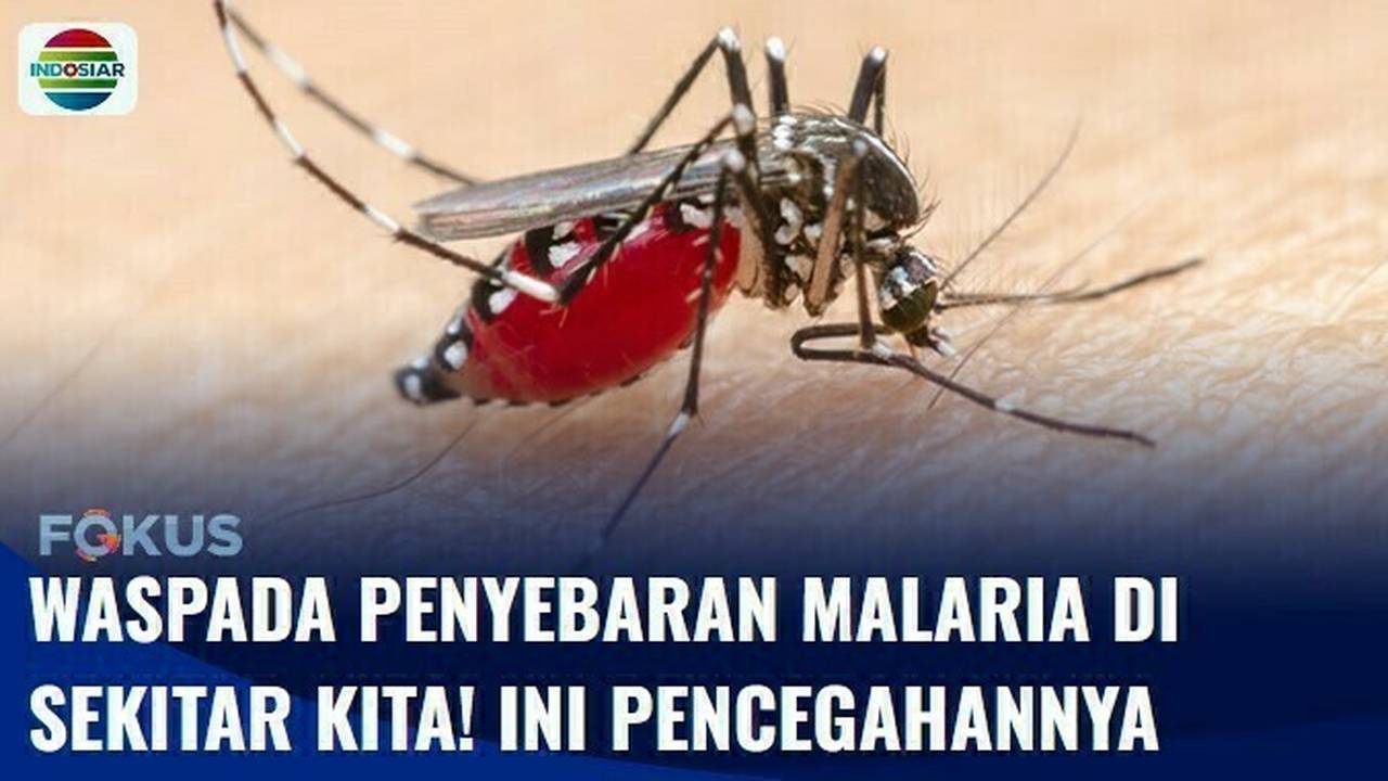 INFUS: Waspada Penyebaran Malaria, Ini Obat Pencegahannya | Fokus ...
