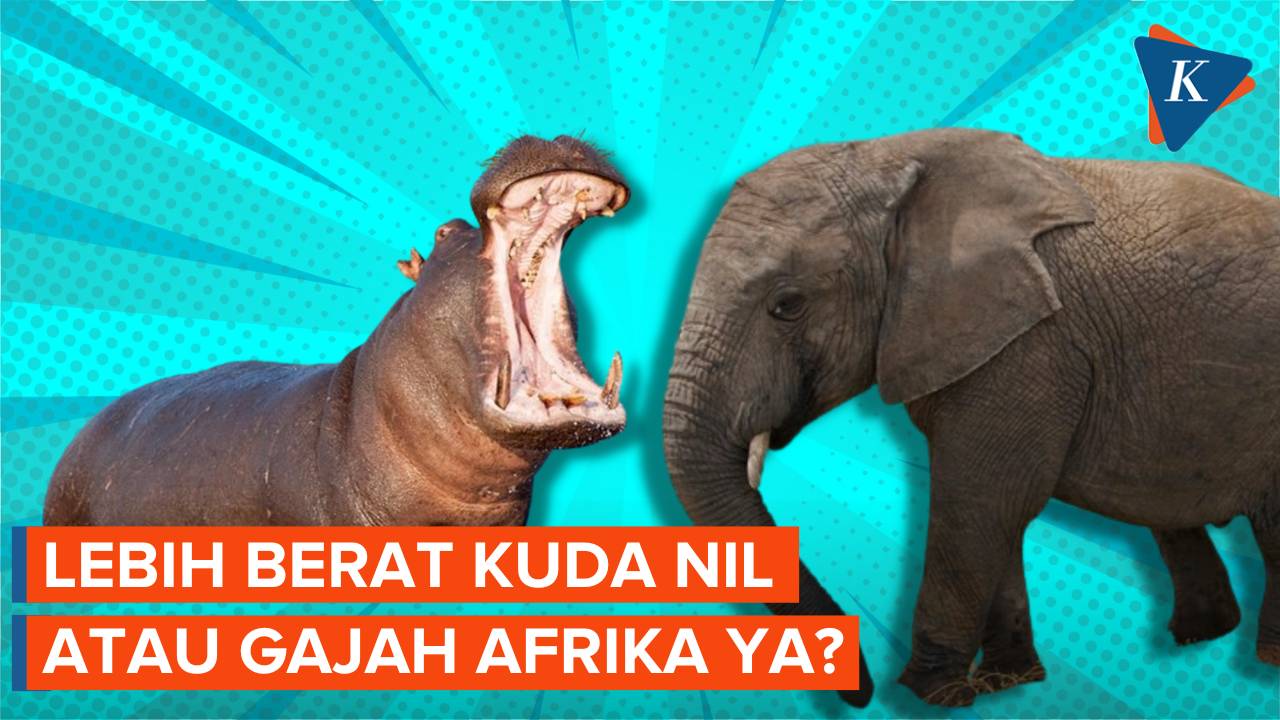 Kuda Nil dan Gajah Afrika, Mana yang Paling Berat? - Kompascom