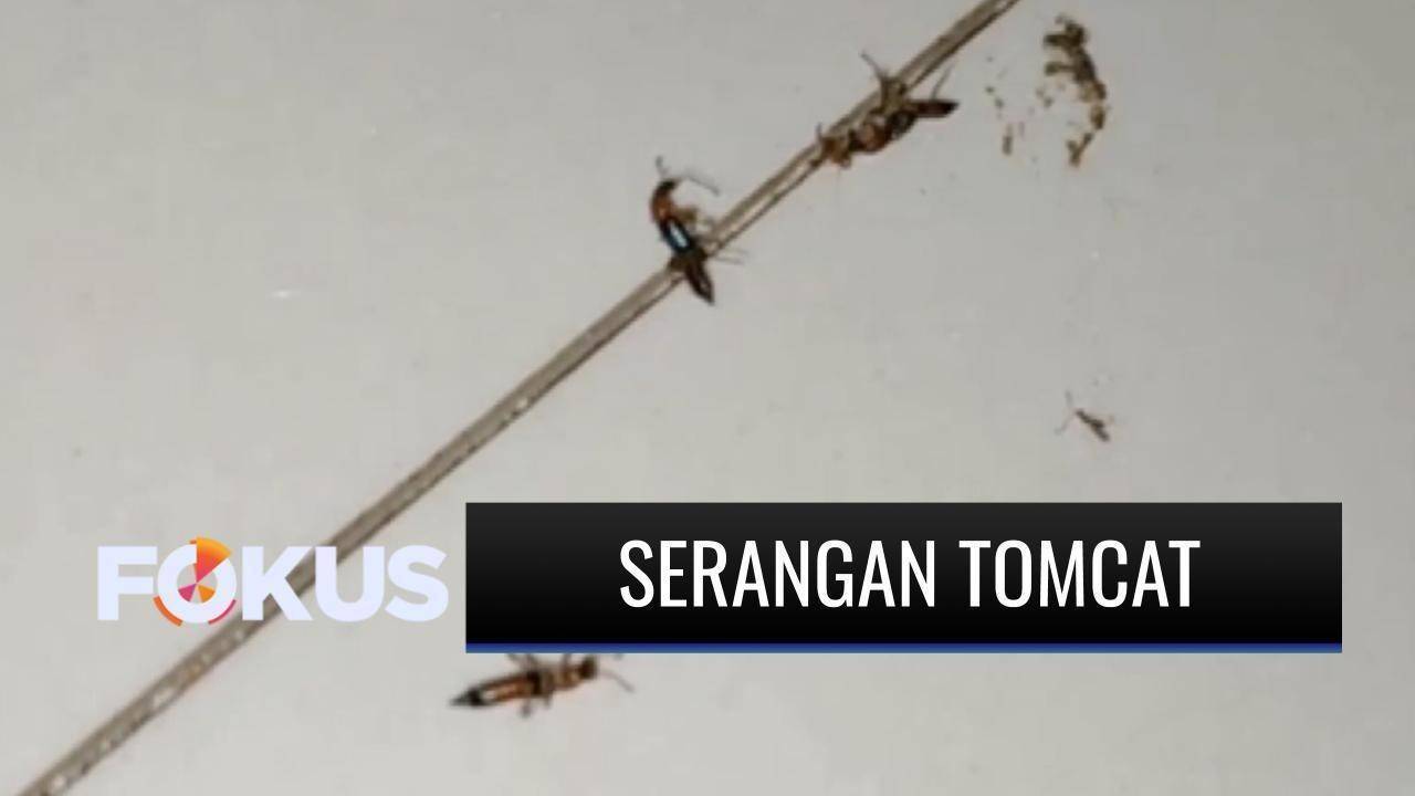 Serangan Ribuan Tomcat di Cirebon, Puluhan Warga Gatal-Gatal pada Kulit ...