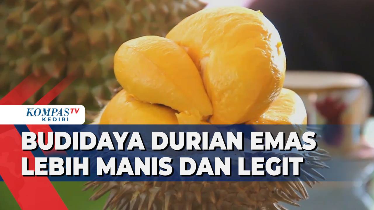 Budidaya Durian Emas Yang Rasanya Lebih Manis dan Legit - Kompas TV | Vidio