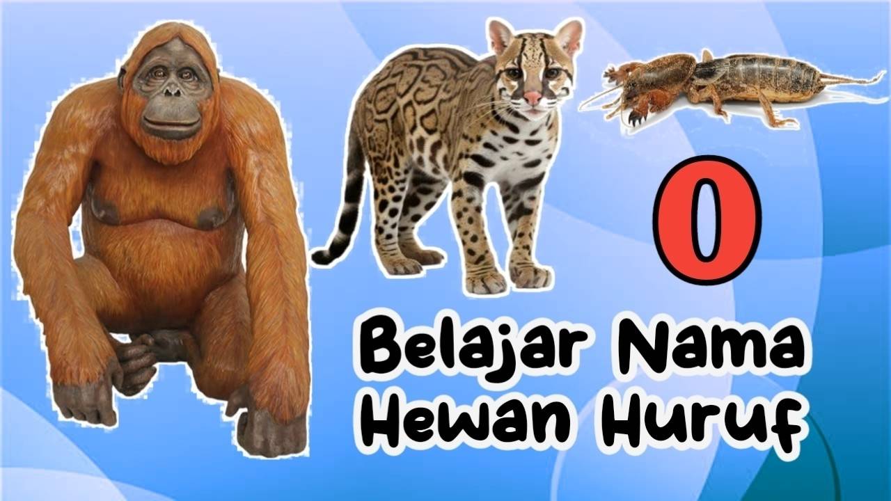 Belajar Huruf Abjad dan Nama Hewan abjad huruf O | Vidio