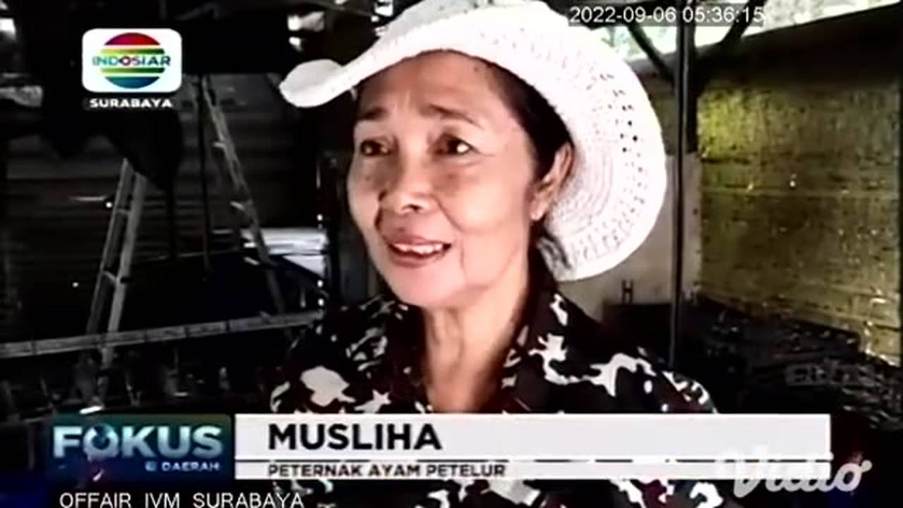 Harga Pakan Mahal, Peternak Oplos Pakan Ayam - Indosiar Regional | Vidio