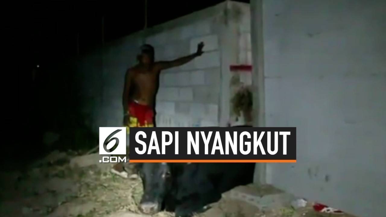 Penyelamatan Seekor Sapi Yang Terjebak di Dinding Sempit - Liputan6.com ...