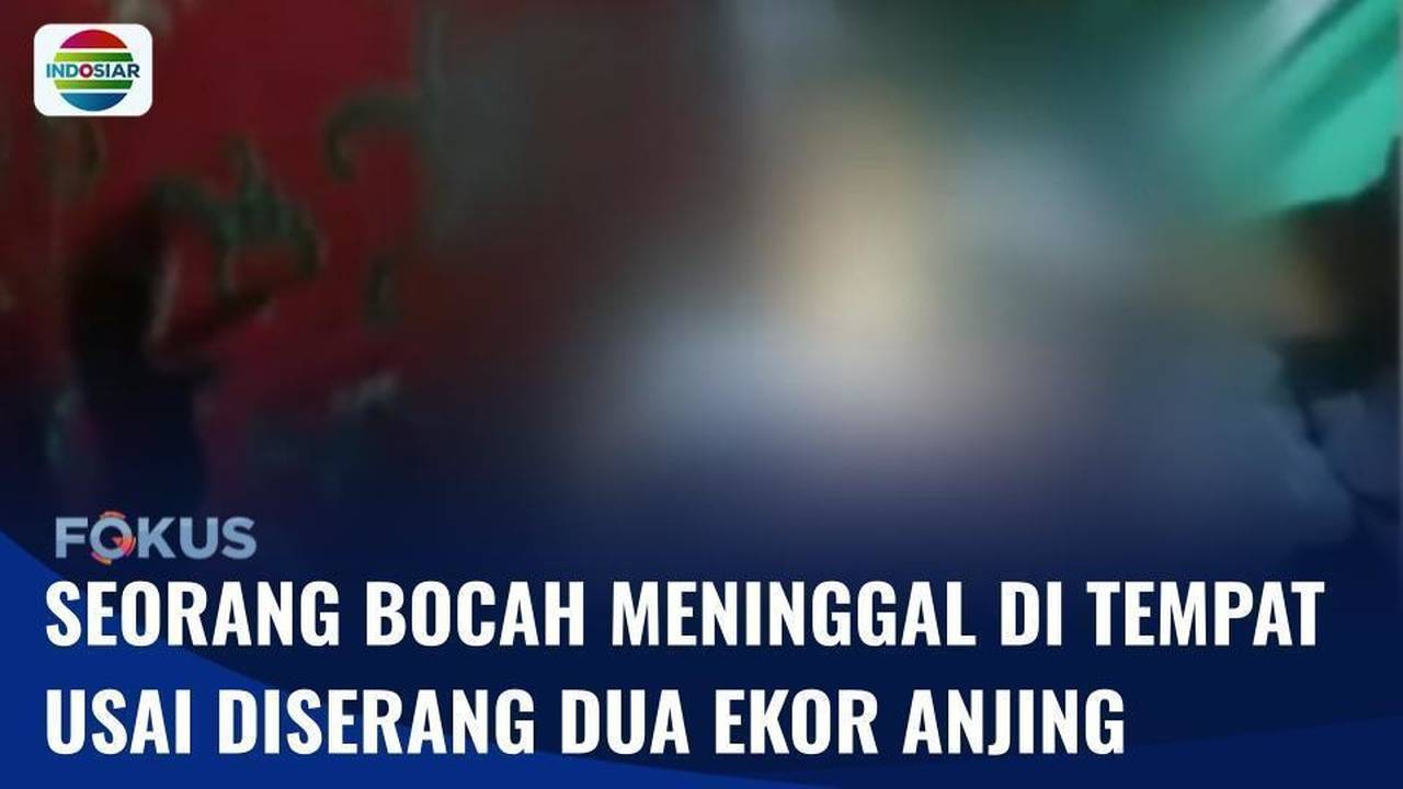 Tragis!! Seorang Bocah Tewas Digigit Dua Ekor Anjing, Menderita Luka ...