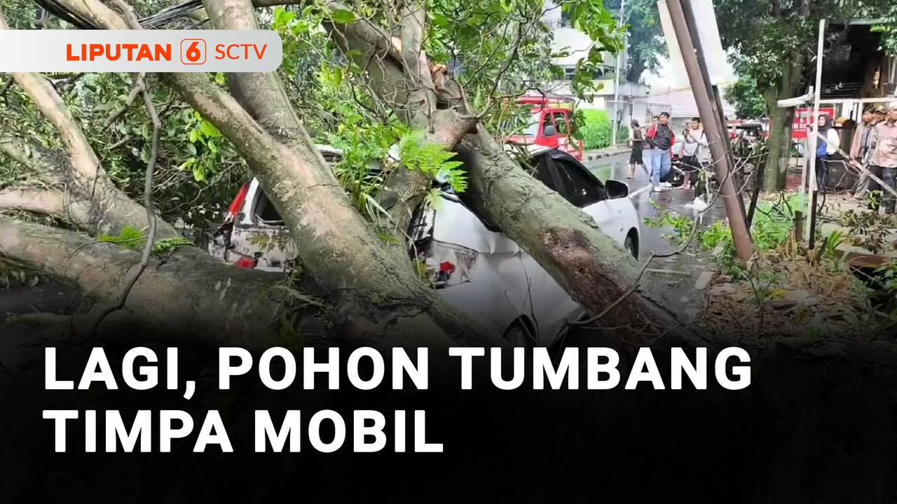 Pohon Setinggi 20 Meter Tumbang Timpa Mobil | Liputan 6 - SCTV