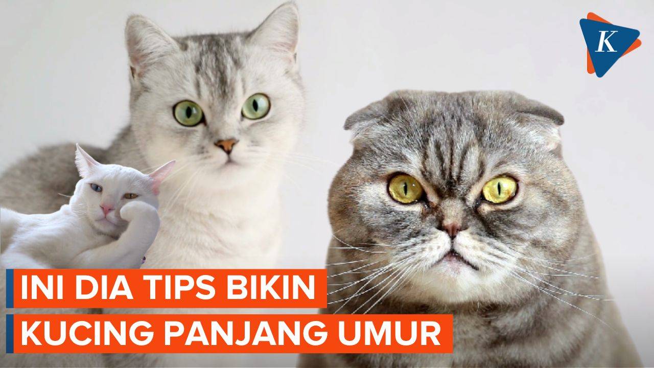 Simak! Tips untuk Membuat Kucing Tumbuh Sehat dan Panjang Umur ...
